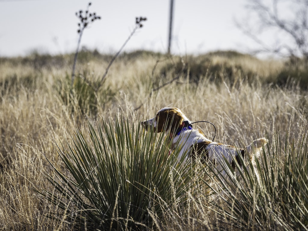 2025 Quail Hunting Forecast - Rolling Plains Quail Research Foundation
